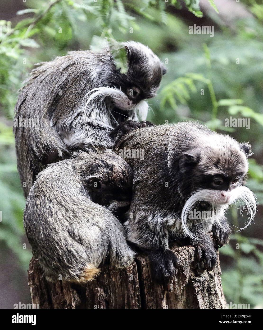 Emperor tamarins in the Tropical Forest enclosure of London Zoo Stock ...