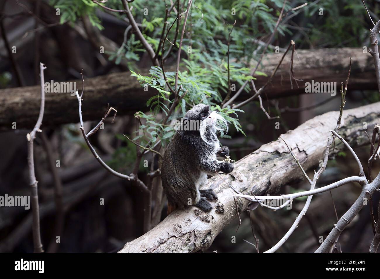 Emperor tamarins in the Tropical Forest enclosure of London Zoo Stock ...