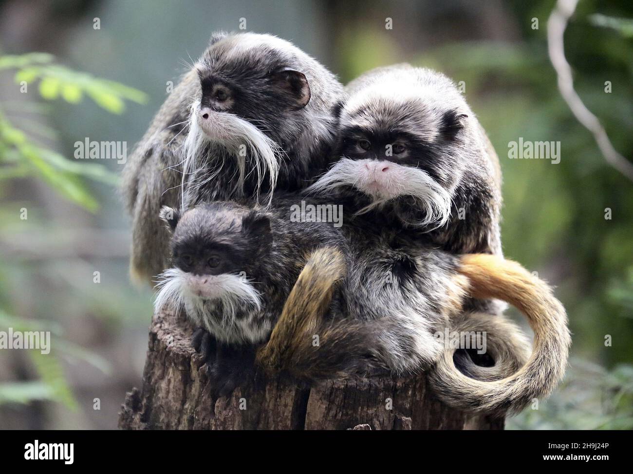 Emperor tamarins in the Tropical Forest enclosure of London Zoo Stock ...