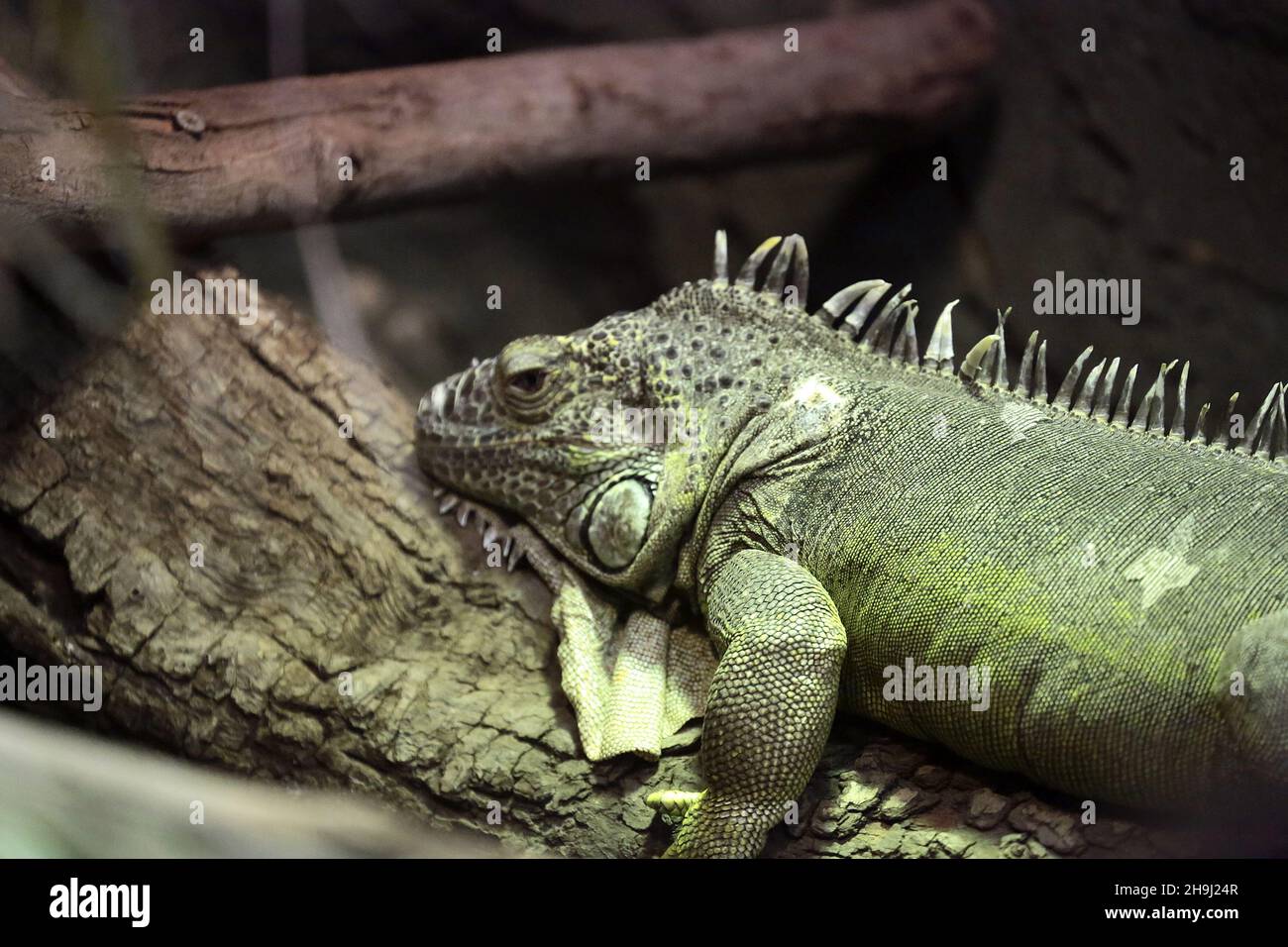 A carmeleon lizard at London Zoo Stock Photo - Alamy