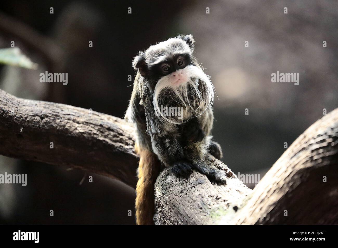 Emperor tamarins in the Tropical Forest enclosure of London Zoo Stock ...