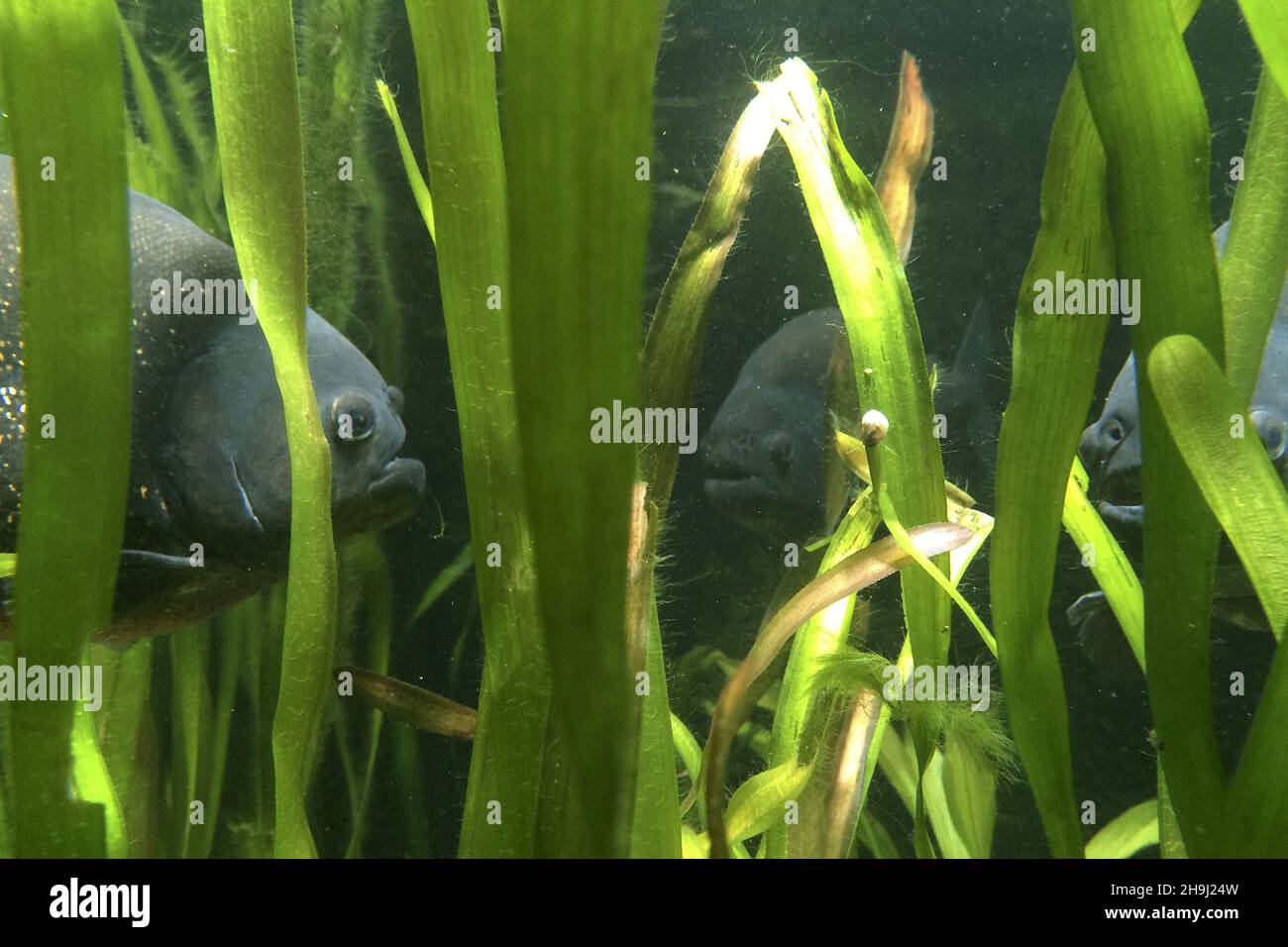 Londonzoo hi-res stock photography and images - Alamy