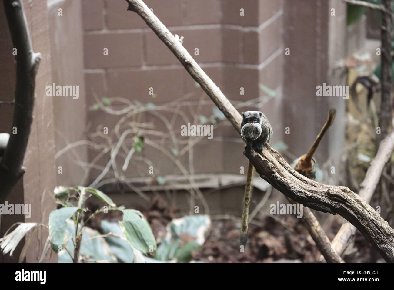 Emperor tamarins in the Tropical Forest enclosure of London Zoo Stock ...