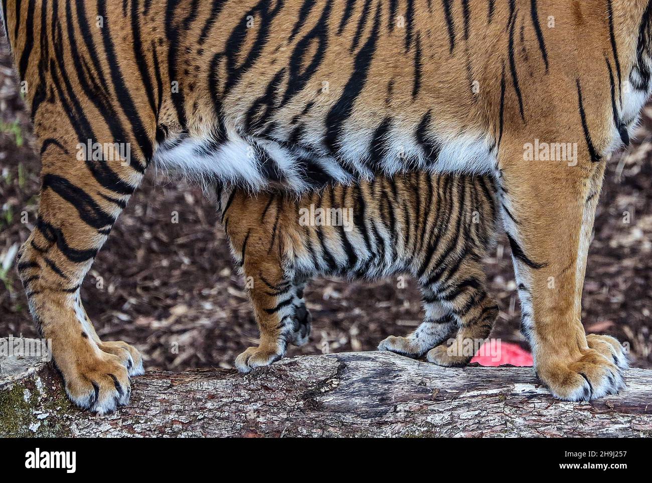 Melati, a rare Sumatran tiger mother, at London Zoo after recently ... Melati, a rare Sumatran tiger mother, at London Zoo after recently ...