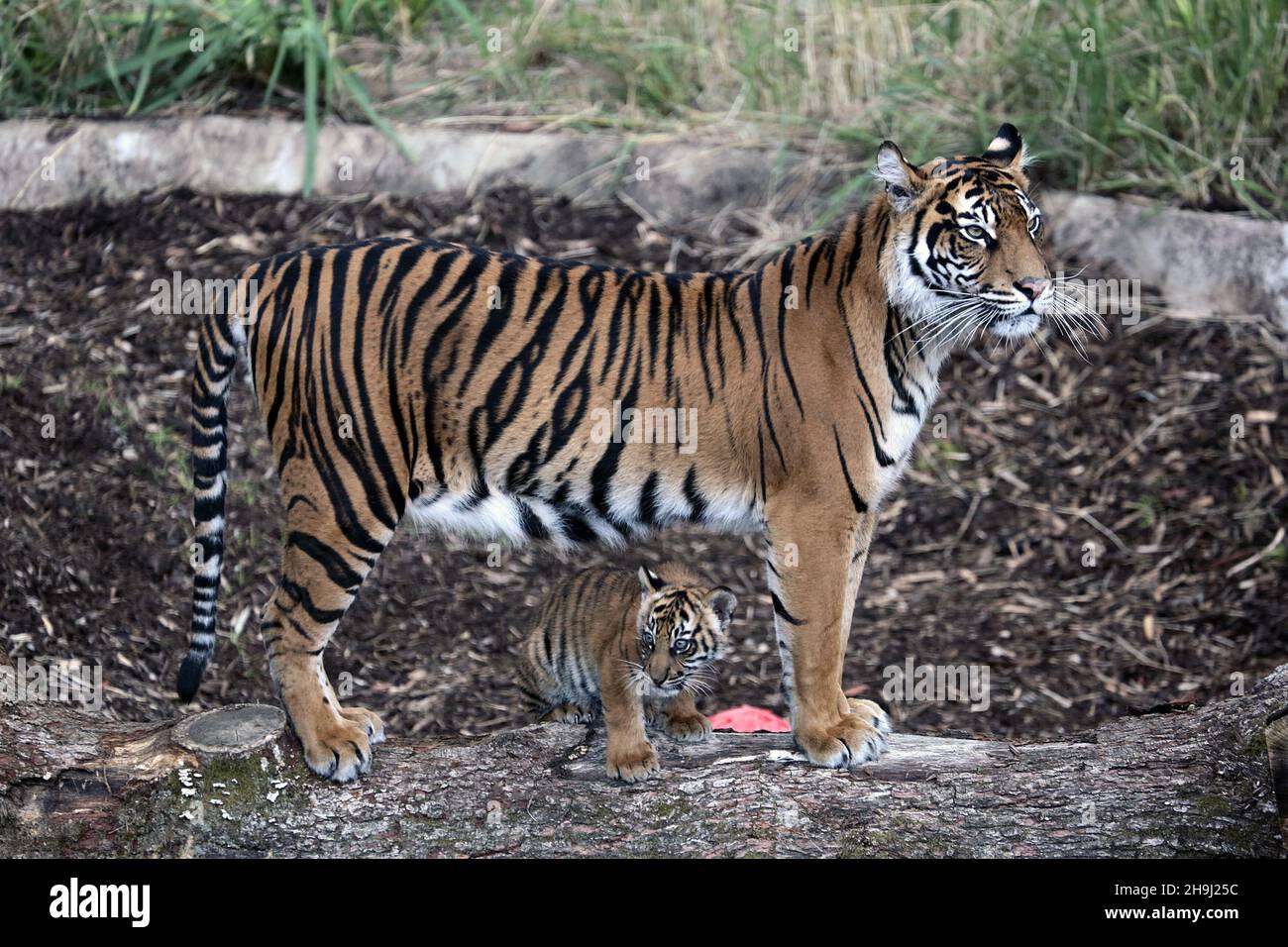 Melati, a rare Sumatran tiger mother, at London Zoo after recently ... Melati, a rare Sumatran tiger mother, at London Zoo after recently ...