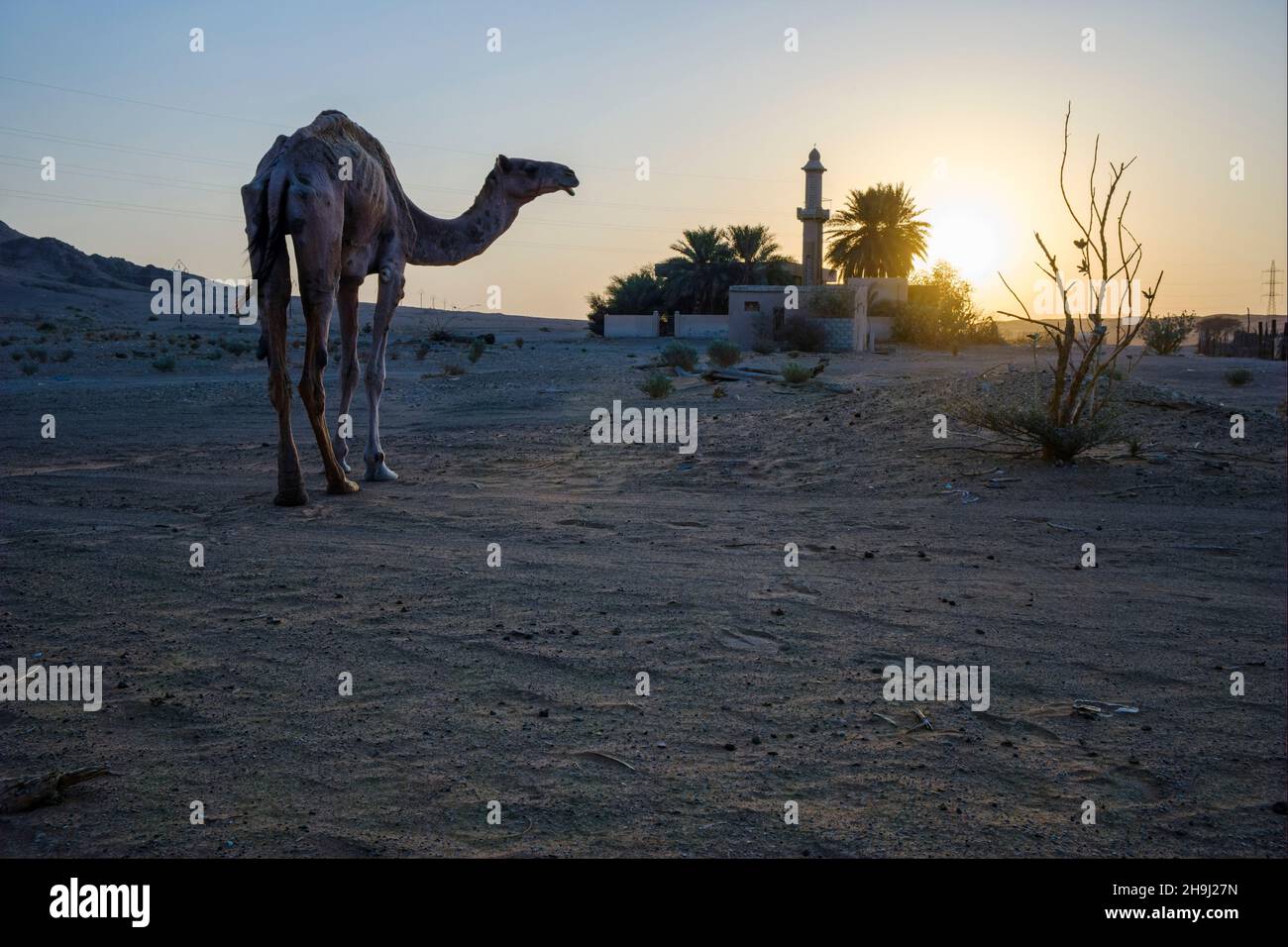 Uae camel desert hi-res stock photography and images - Alamy