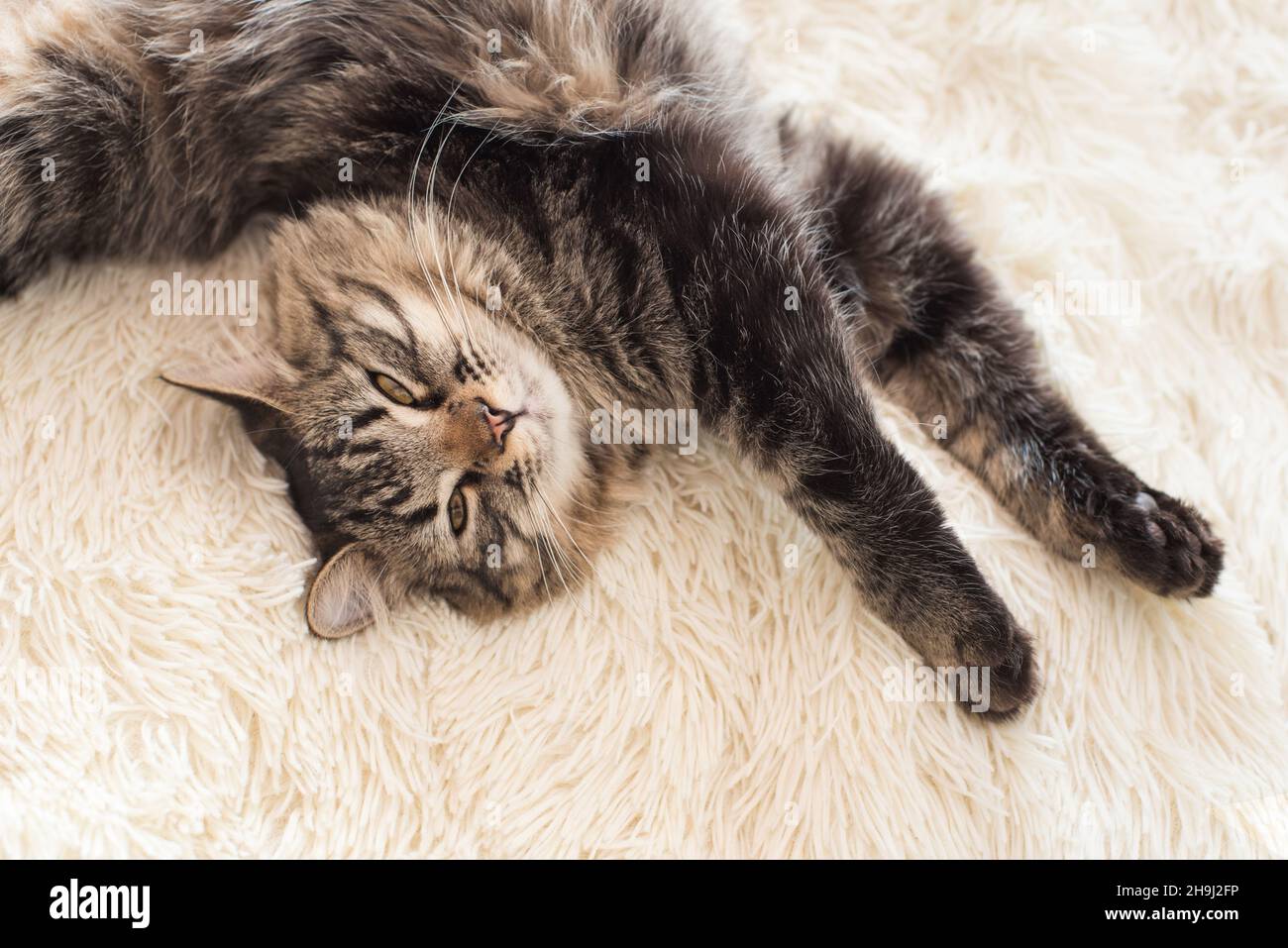 Sleeping happy tabby Kitty on fur cover Stock Photo - Alamy