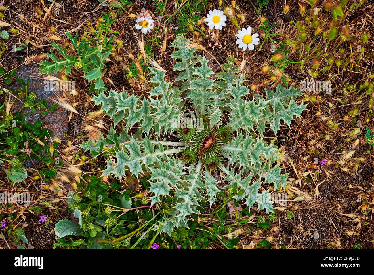 Phanerogamic species hi-res stock photography and images - Alamy