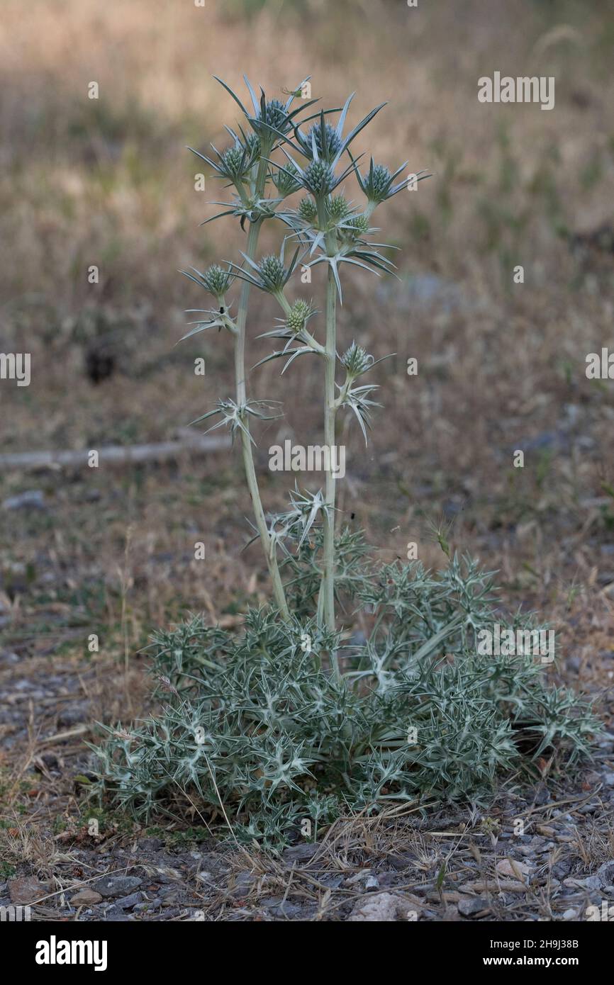 Eryngium bourgatii Gouan - Or Blue Thistle, is a spiny perennial plant ...