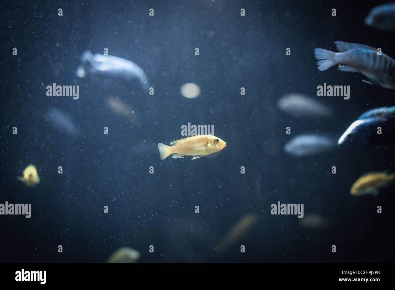 A tropical fish at London Zoo Stock Photo - Alamy