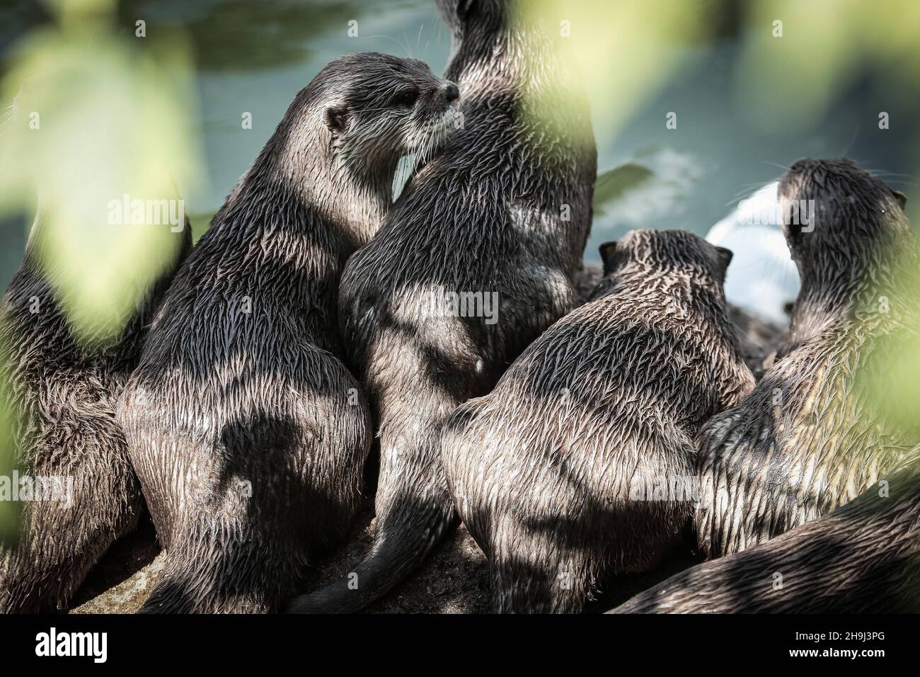 Otters at London Zoo Stock Photo - Alamy