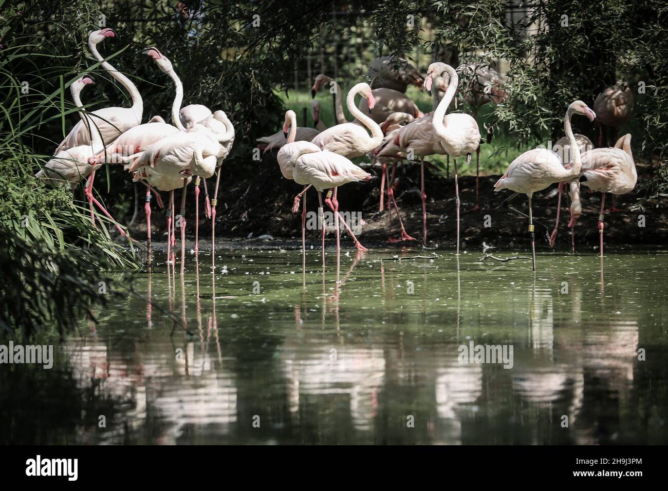 The greater flamingos at London Zoo Stock Photo - Alamy