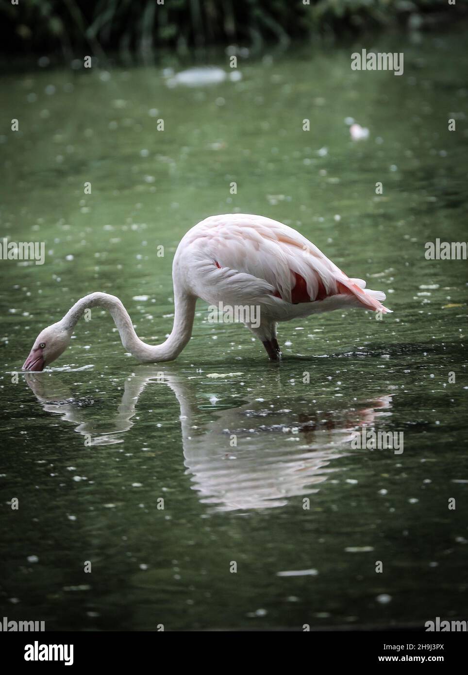 A greater flamingo at London Zoo Stock Photo - Alamy