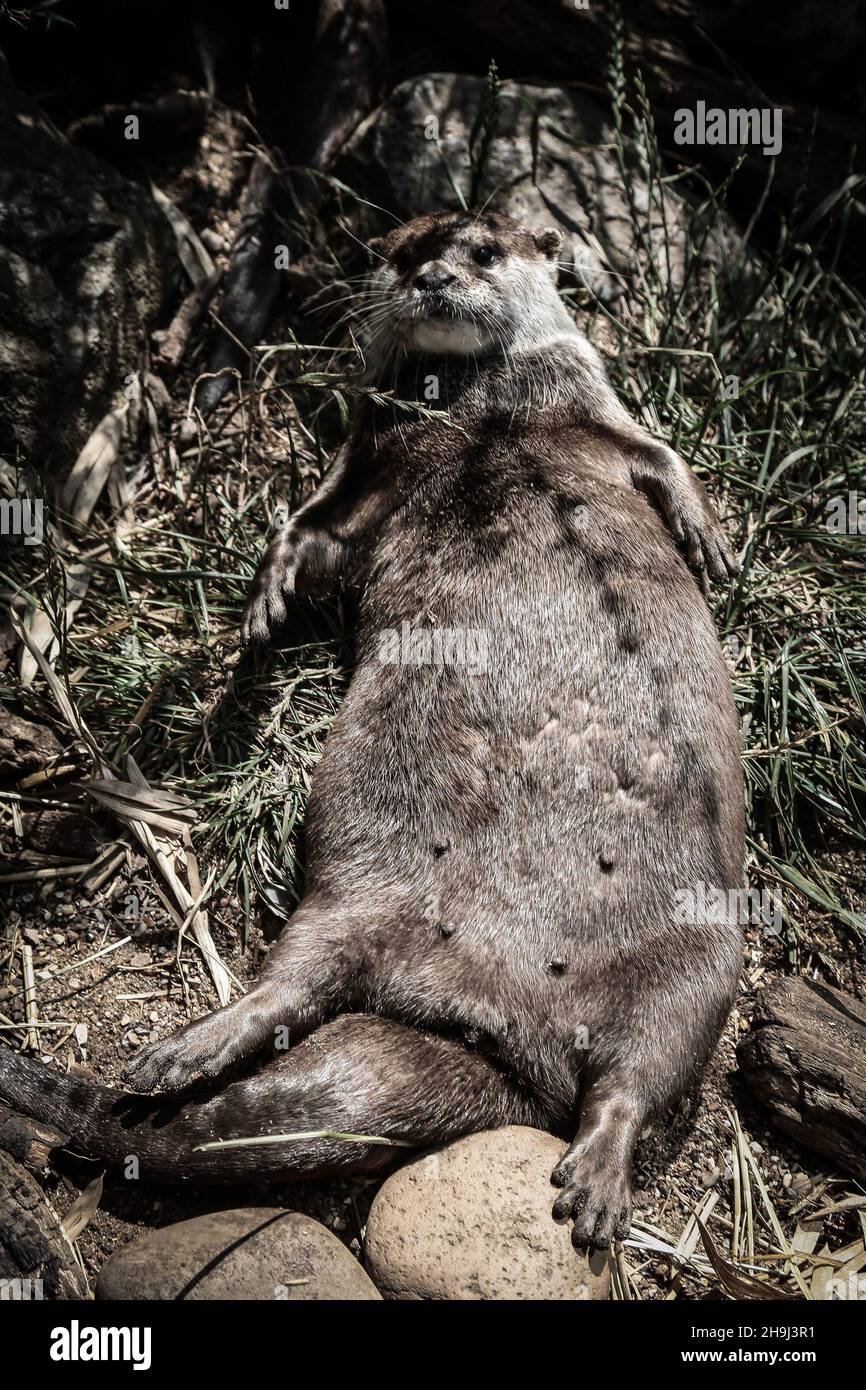An otter relaxing on its back in the sun at London Zoo Stock Photo - Alamy