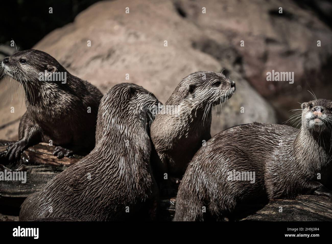 Otters at London Zoo Stock Photo - Alamy