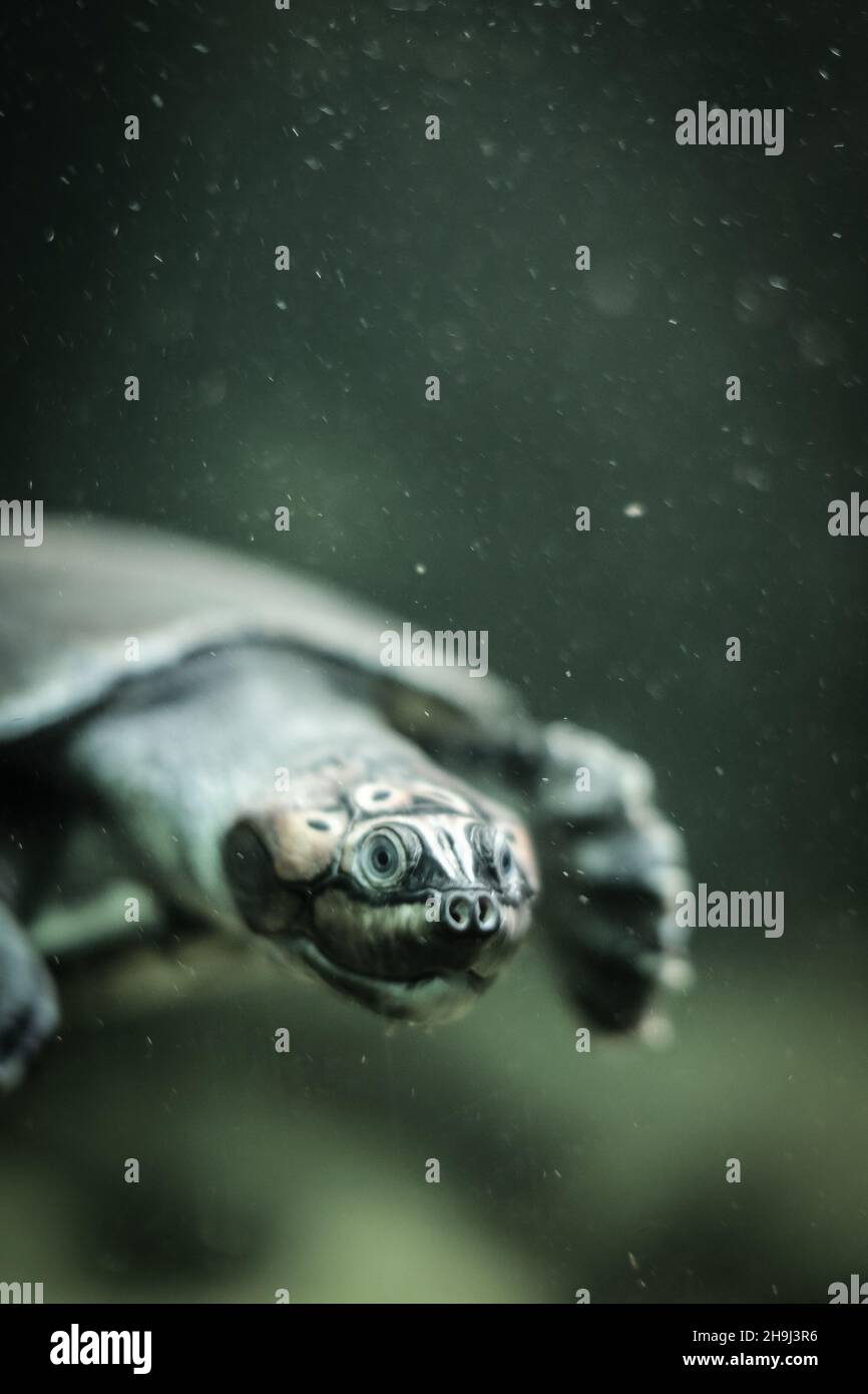 A turtle in the aquarium at London Zoo Stock Photo - Alamy