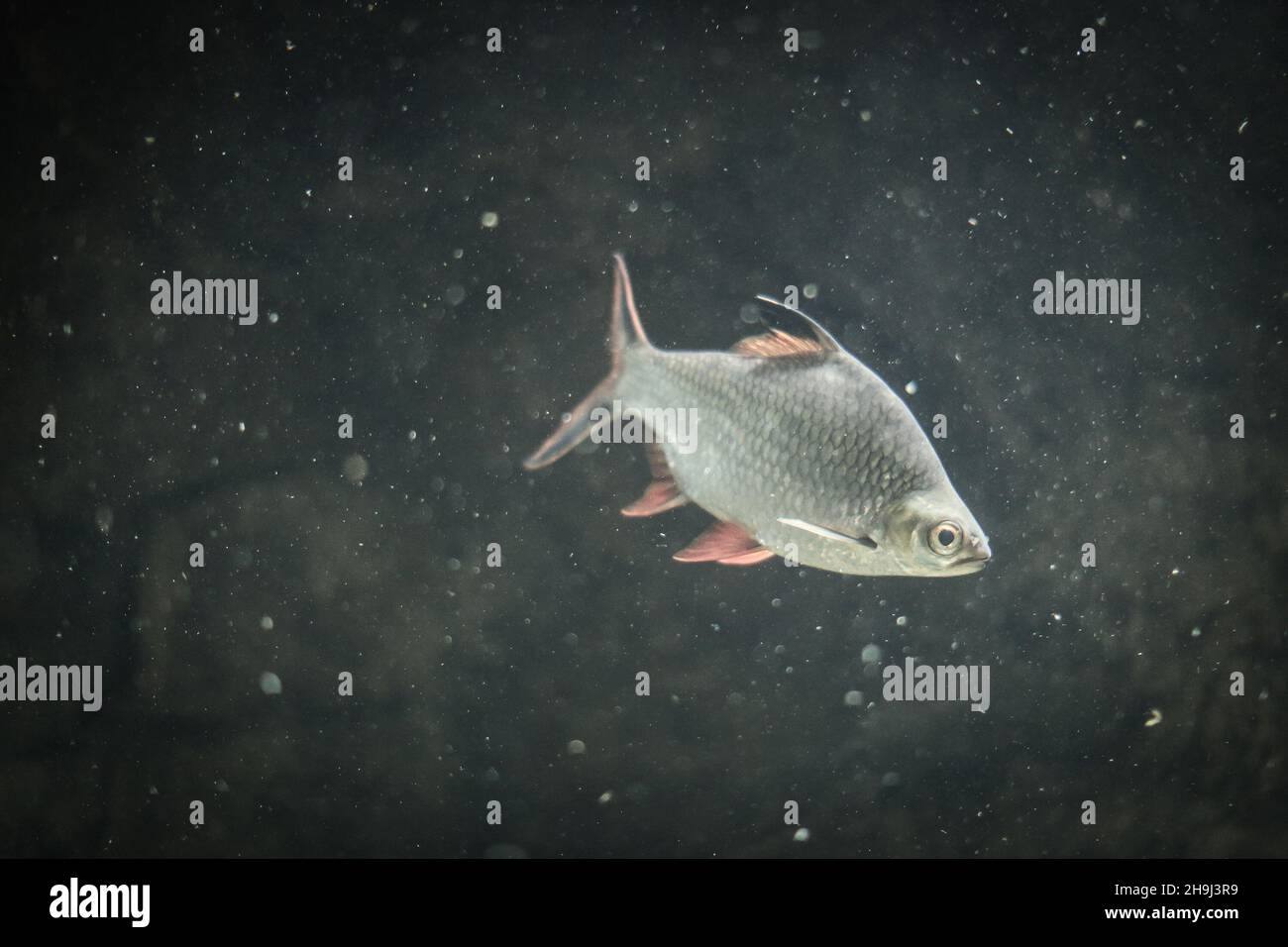 A tropical fish at London Zoo Stock Photo - Alamy