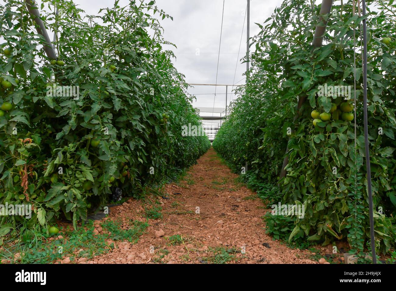 Solanum lycopersicum, commonly known as tomato plant, is of the genus ...