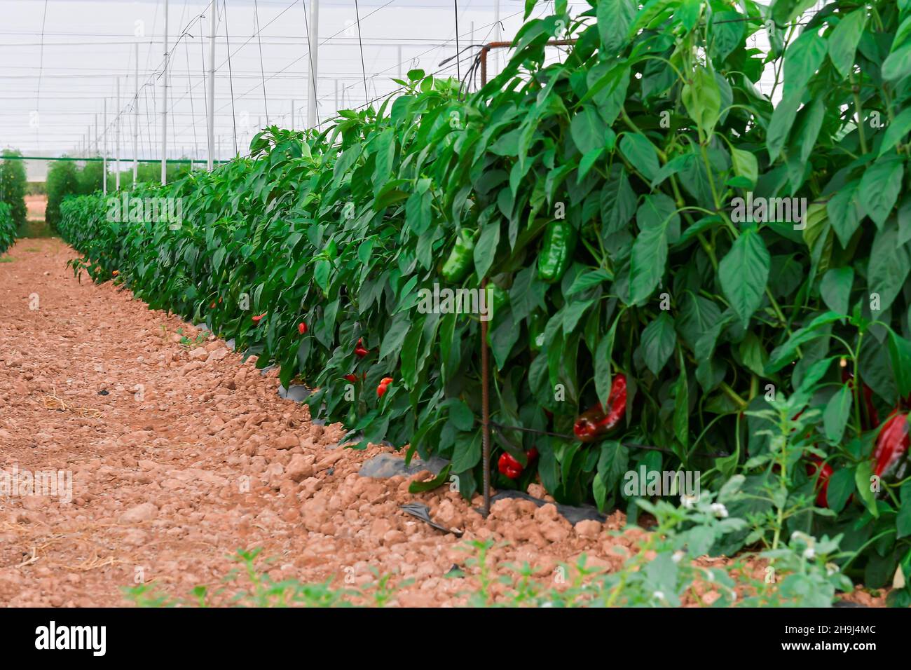Healthy re capsicum hi-res stock photography and images - Alamy