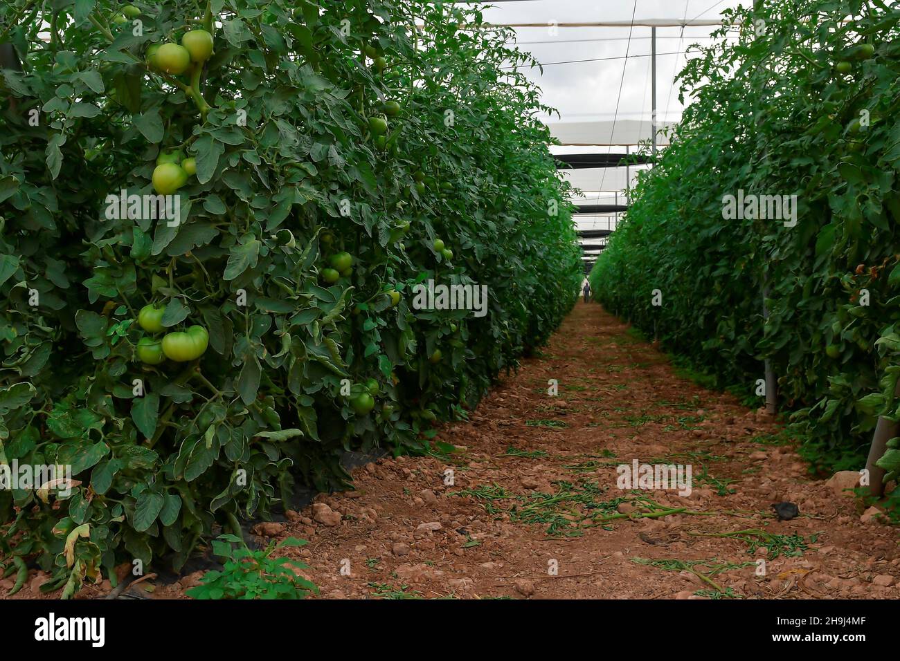 Solanum lycopersicum, commonly known as tomato plant, is of the genus ...