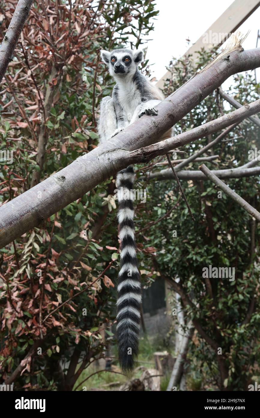 A lemur inside the In With the Lemurs enclosure at London Zoo Stock ...