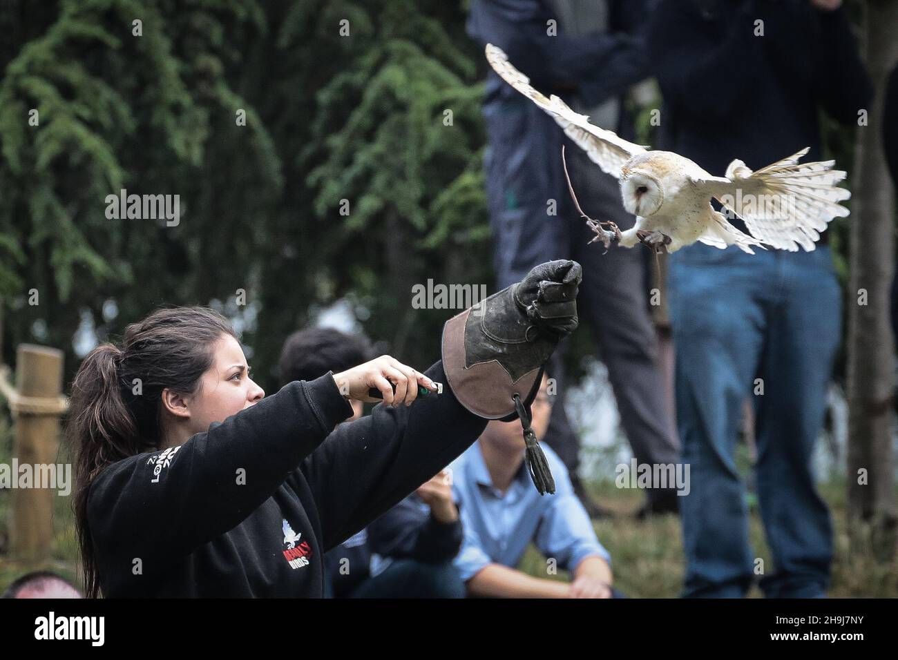 Barn owl handler hi-res stock photography and images - Alamy