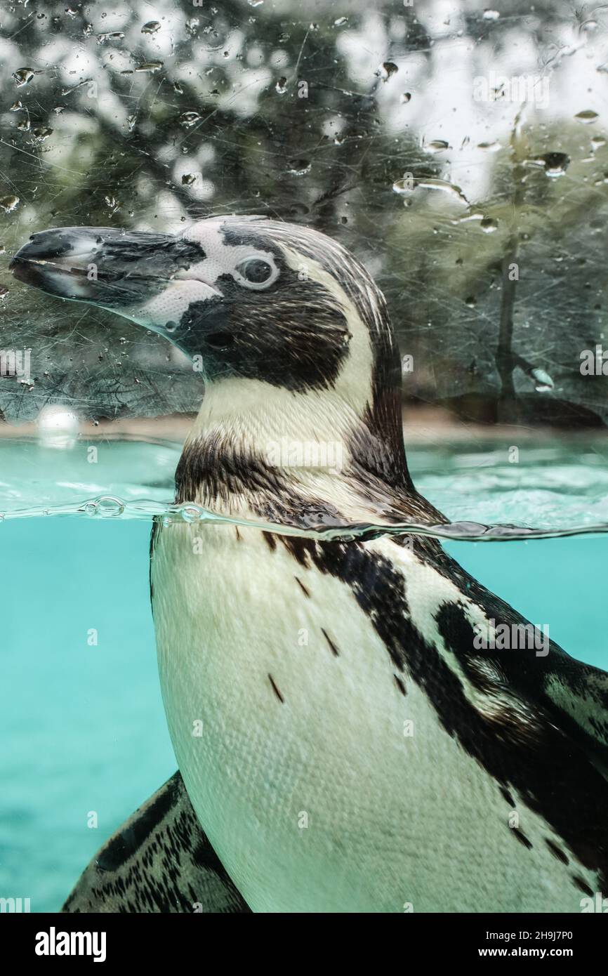 An African penguin seen through the glass viewing tank at London Zoo ...