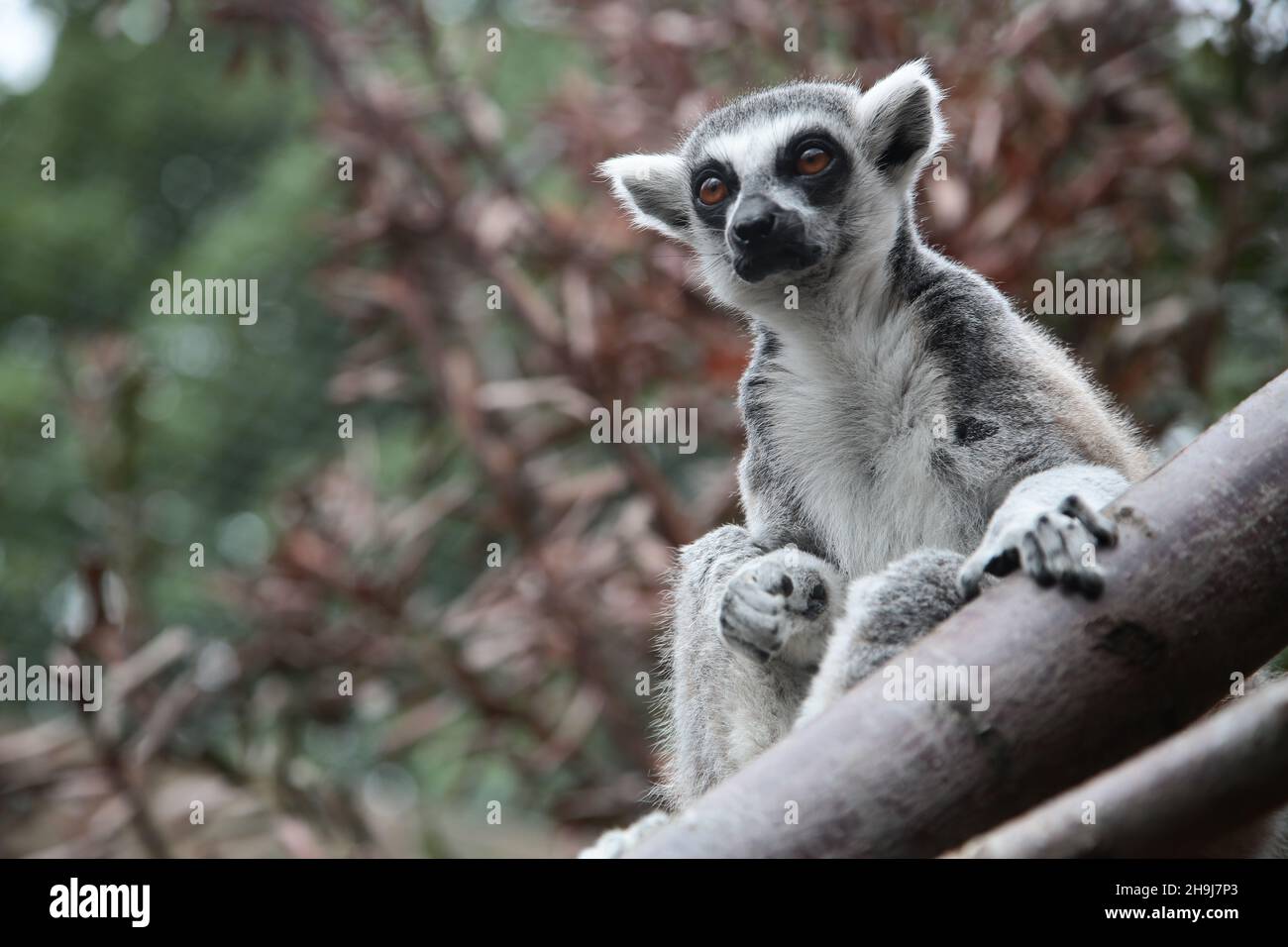 News animals lemurs hi-res stock photography and images - Alamy