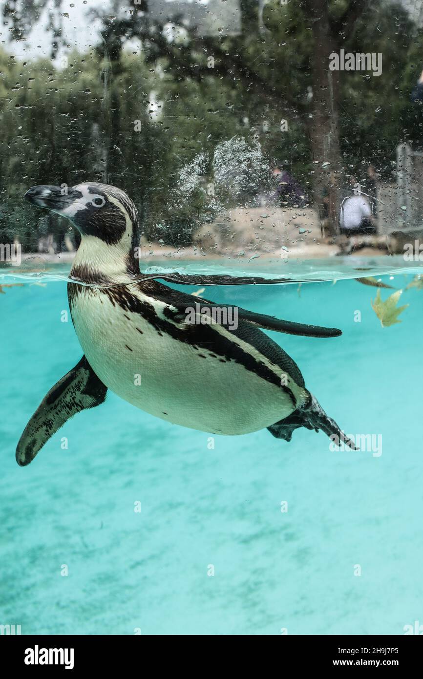 An African penguin seen through the glass viewing tank at London Zoo ...
