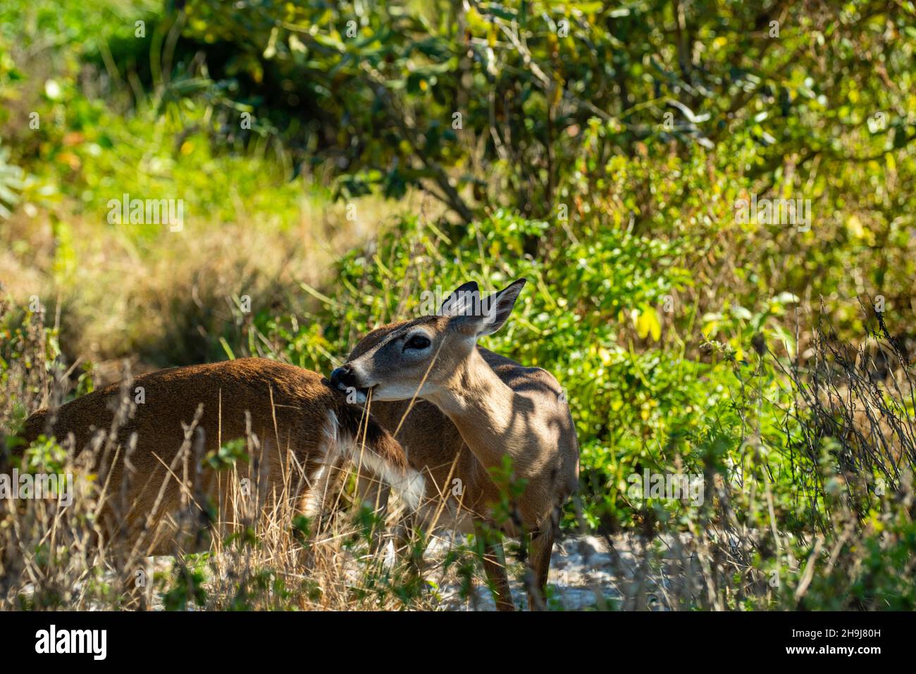 Photograph of Key Deer (Virginianus odocoileus clavium) near Big Pine ...