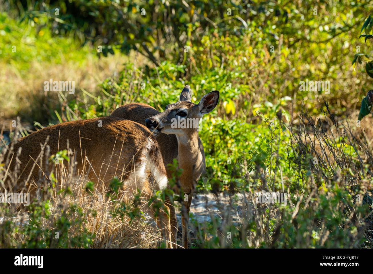 Photograph of Key Deer (Virginianus odocoileus clavium) near Big Pine ...