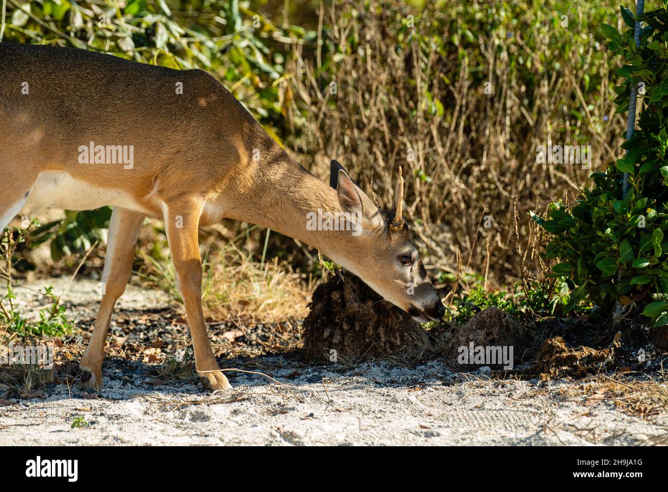 Photograph of Key Deer (Virginianus odocoileus clavium) near Big Pine ...