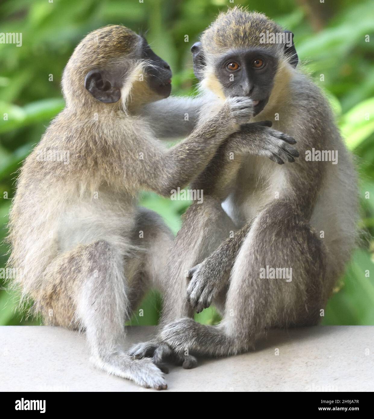 Young green monkeys or callithrix monkey (Chlorocebus sabaeus), also ...