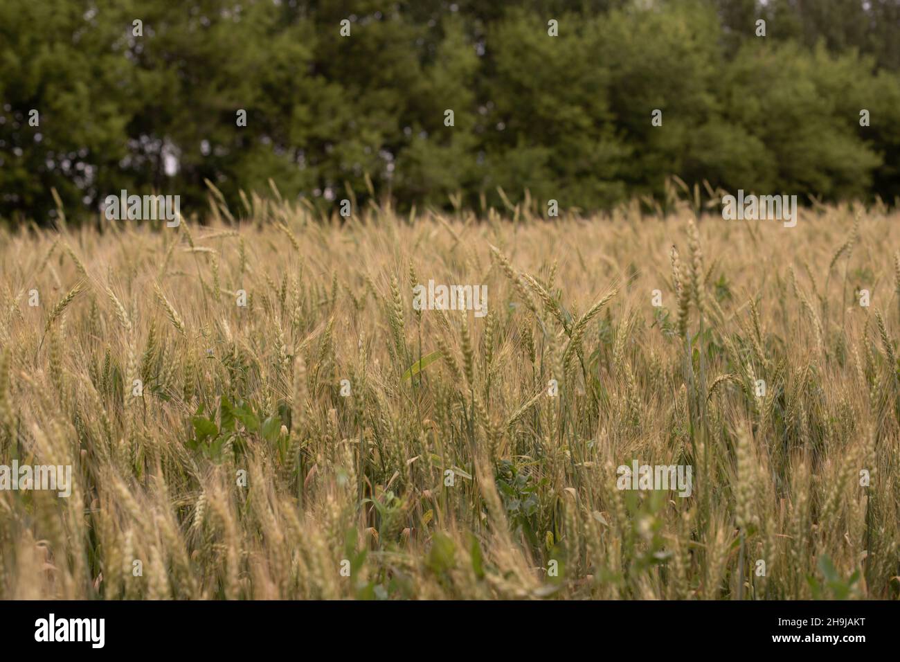 Wheat field horizontal photography, simple rural idyllic landscape ...