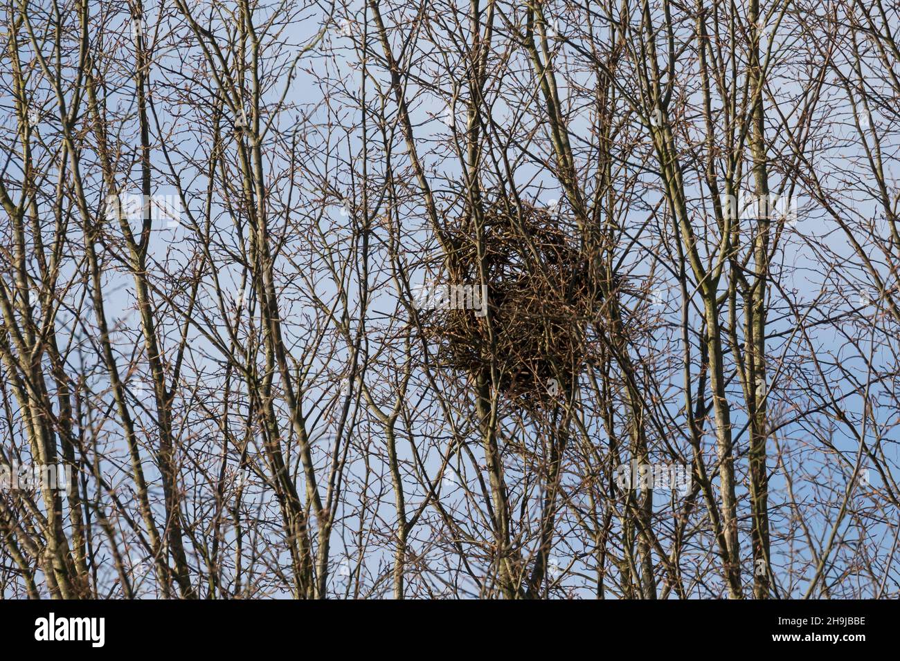 Elster, Nest, Elster-Nest, Elsternest, Pica pica, Magpie, nest, Pie ...