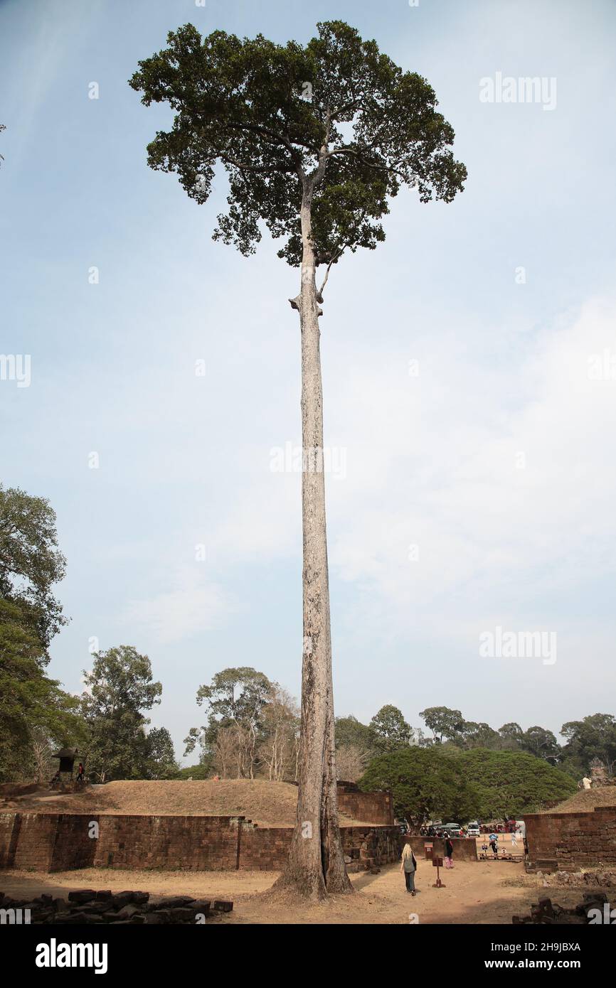 A giant tree in the Angkor Wat temple complex in Cambodia. From a ...