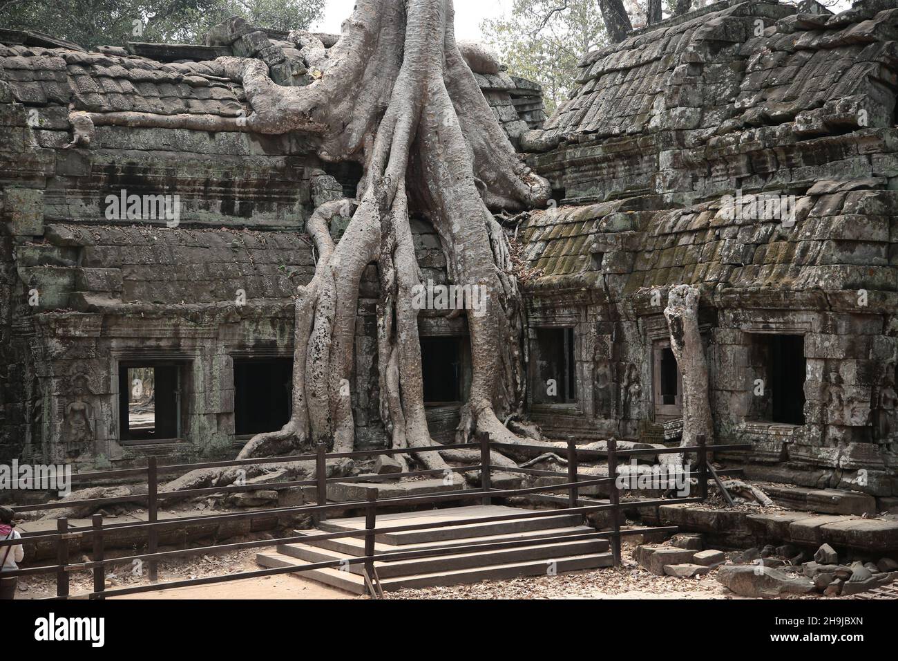 The roots of a tree growing in a temple in the Angkor Wat complex in ...
