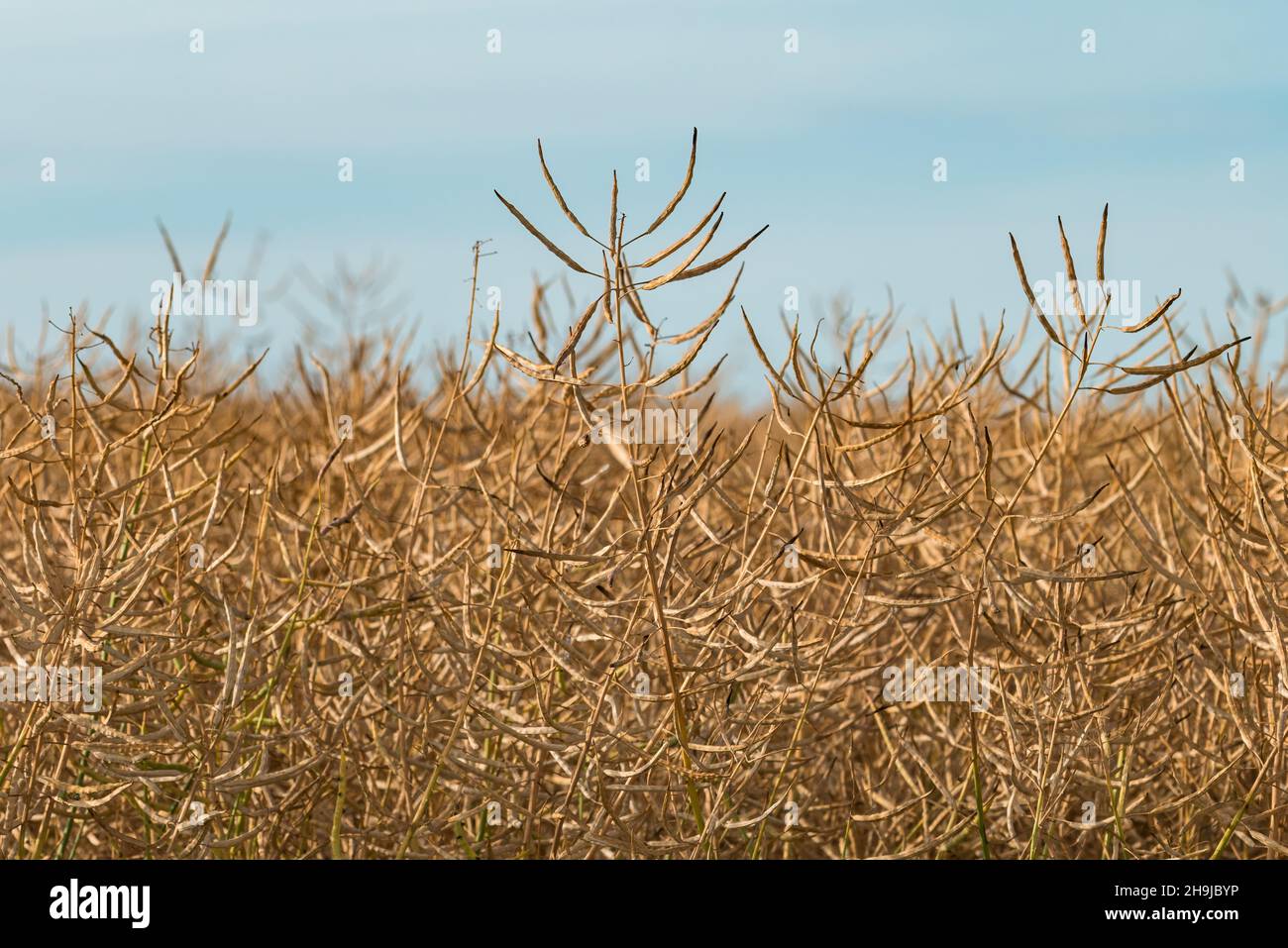 Ripe rapeseed crops plantation ready for harvest, selective focus Stock ...