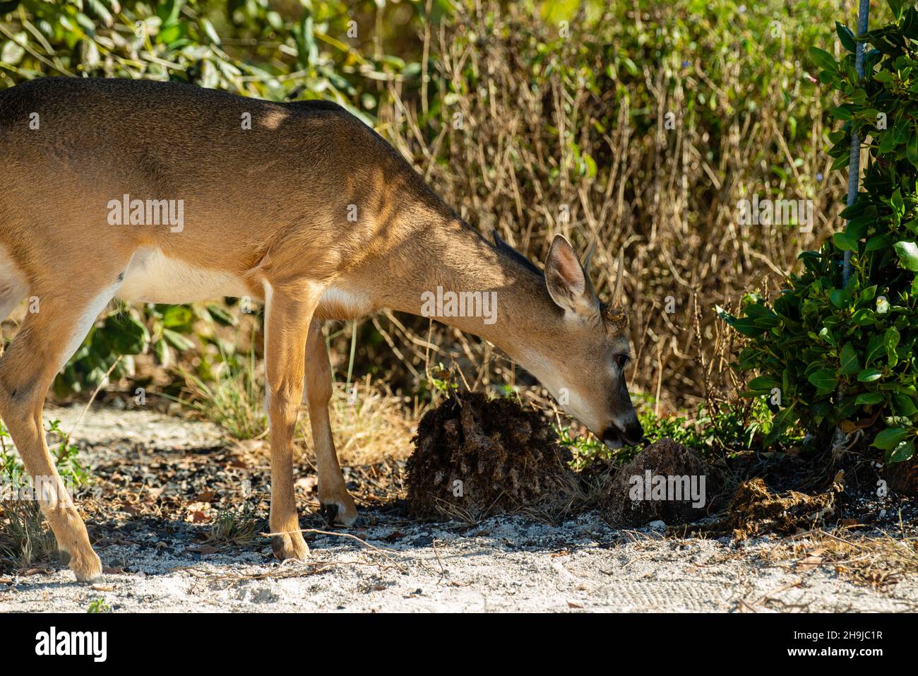 Photograph of Key Deer (Virginianus odocoileus clavium) near Big Pine ...