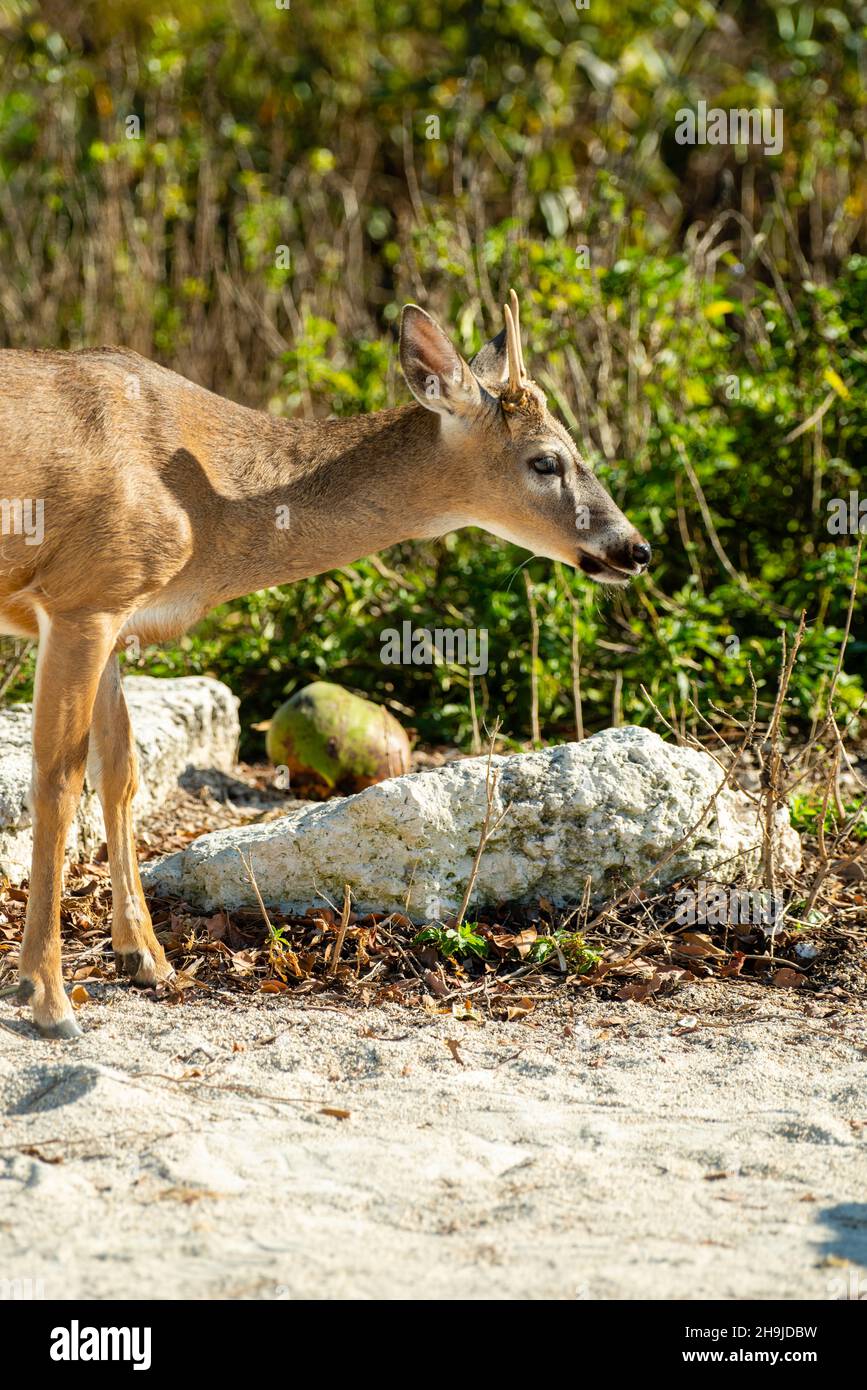 Photograph of Key Deer (Virginianus odocoileus clavium) near Big Pine ...