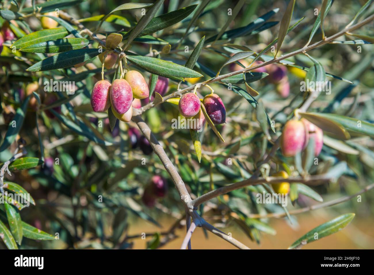 Olives in olive tree Stock Photo - Alamy