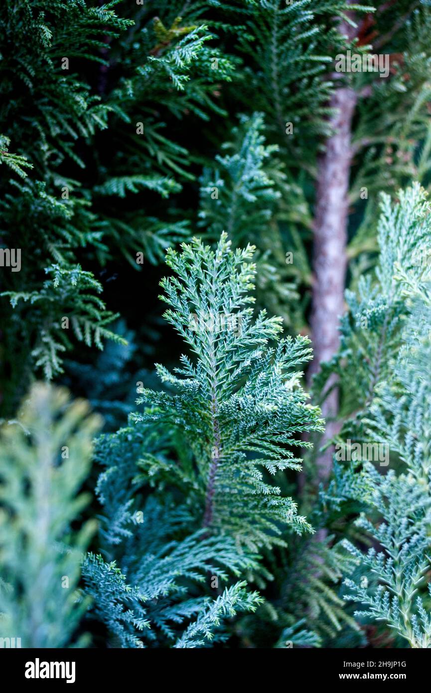 evergreen tree branch close up picture Stock Photo - Alamy