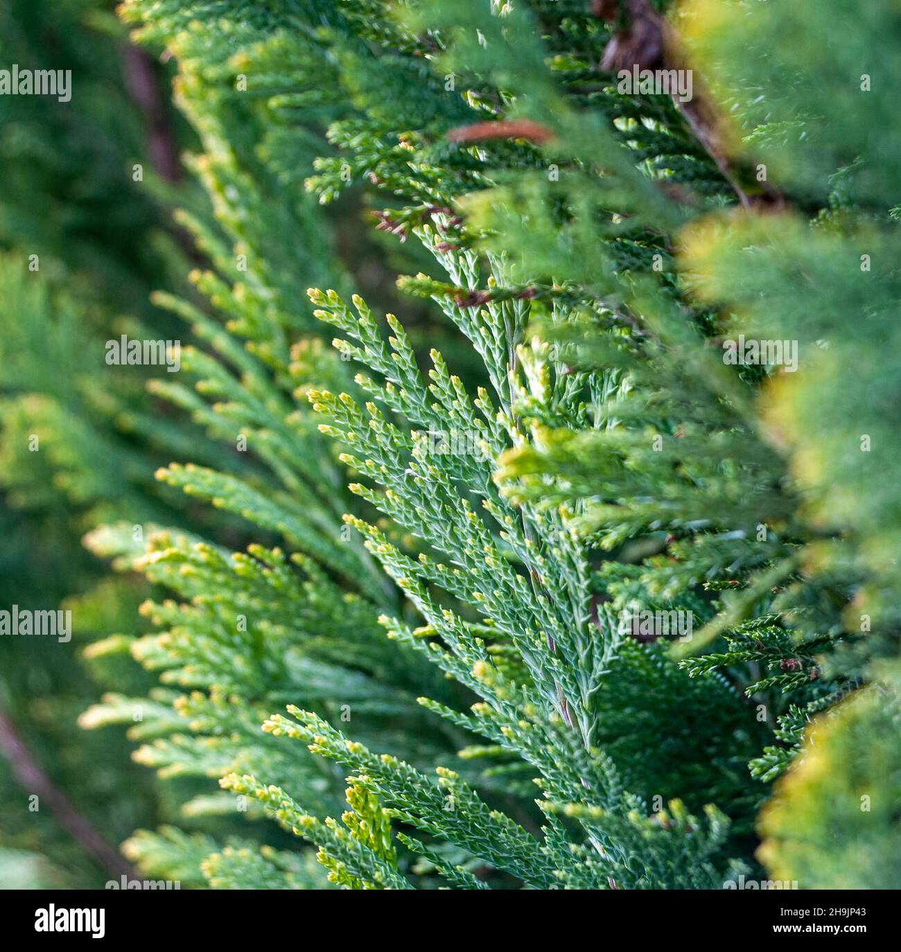 evergreen tree branch close up picture Stock Photo - Alamy