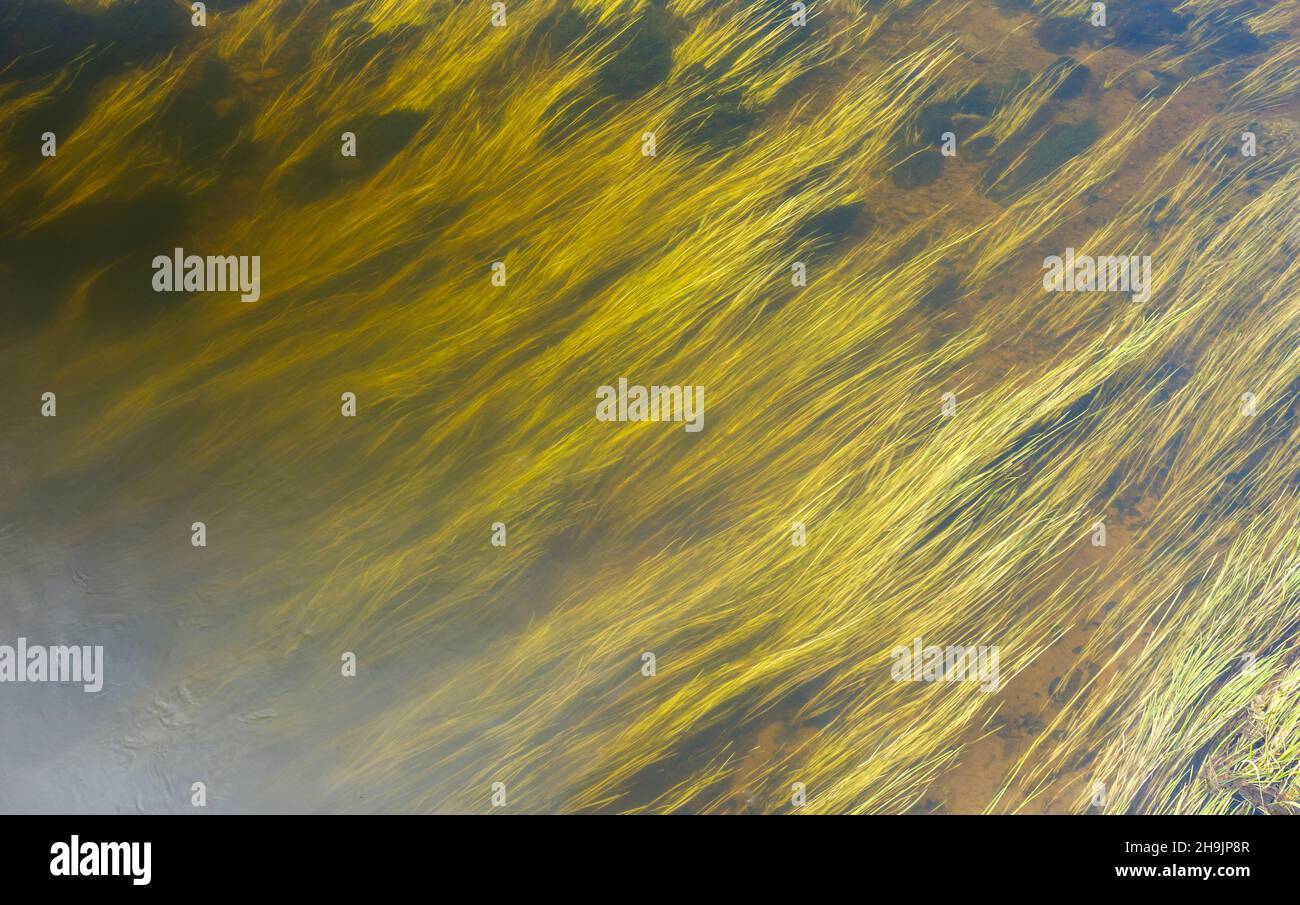 Underwater aquatic plants growing on stream , Finland Stock Photo - Alamy