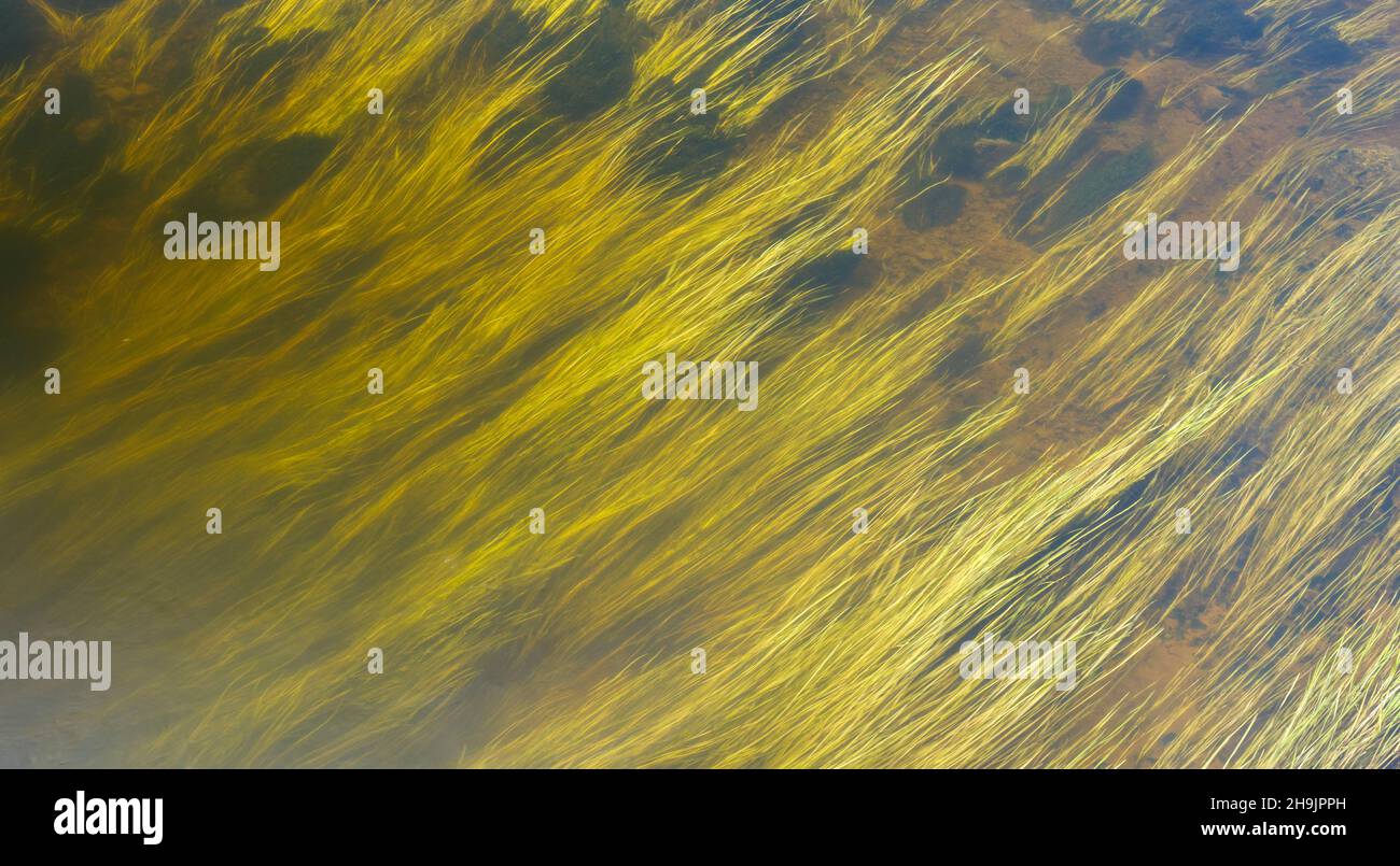 Aquatic plants underwater hi-res stock photography and images - Alamy