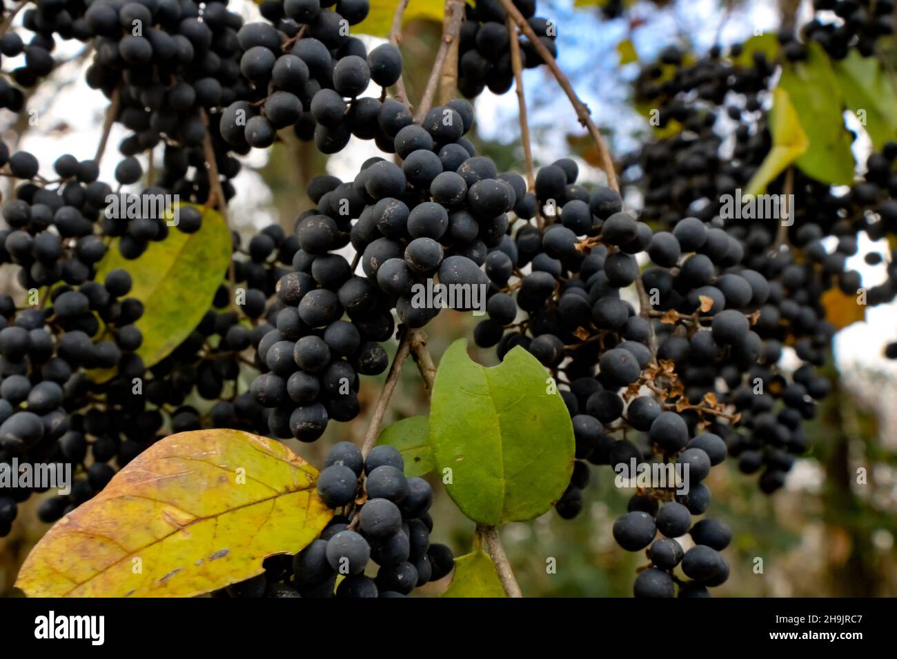 Cluster of purple berries hi-res stock photography and images - Alamy