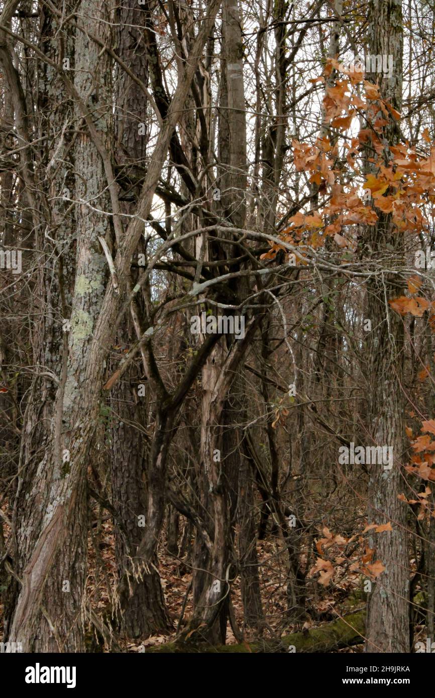 Trees in a mysterious forest in winter Stock Photo - Alamy