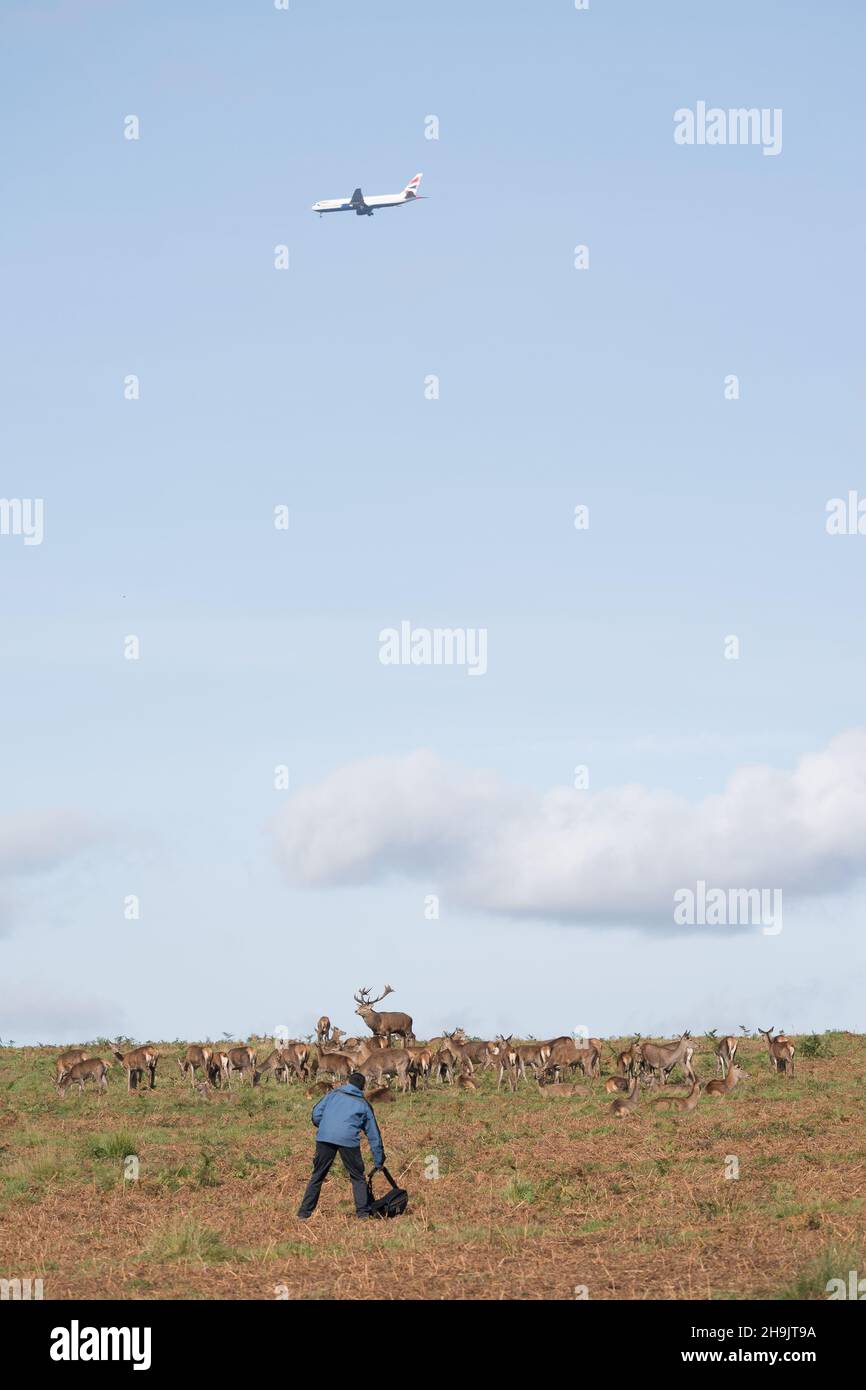 A photographer taking photos of deer in Richmond Park in London as a ...