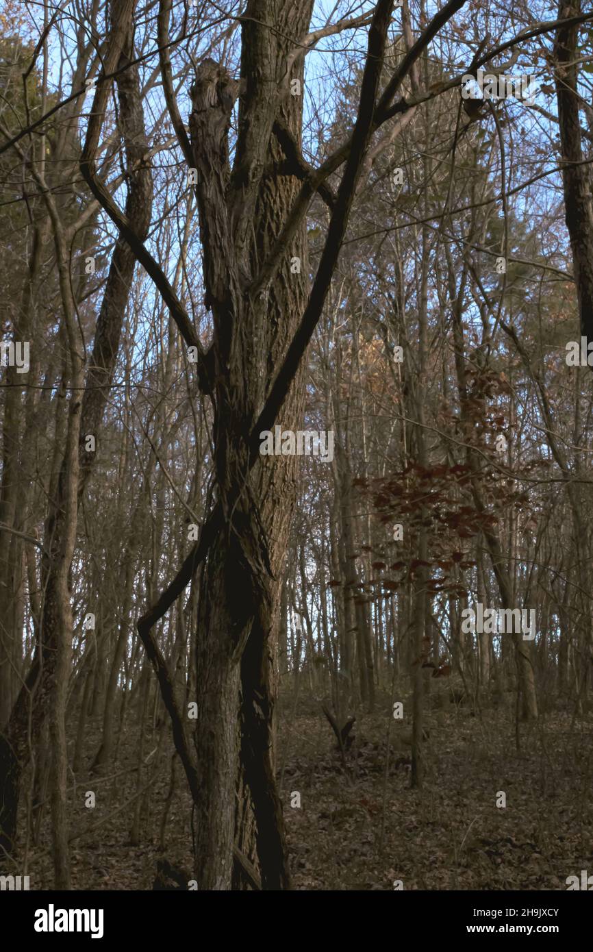 Mysterious forest hi-res stock photography and images - Alamy