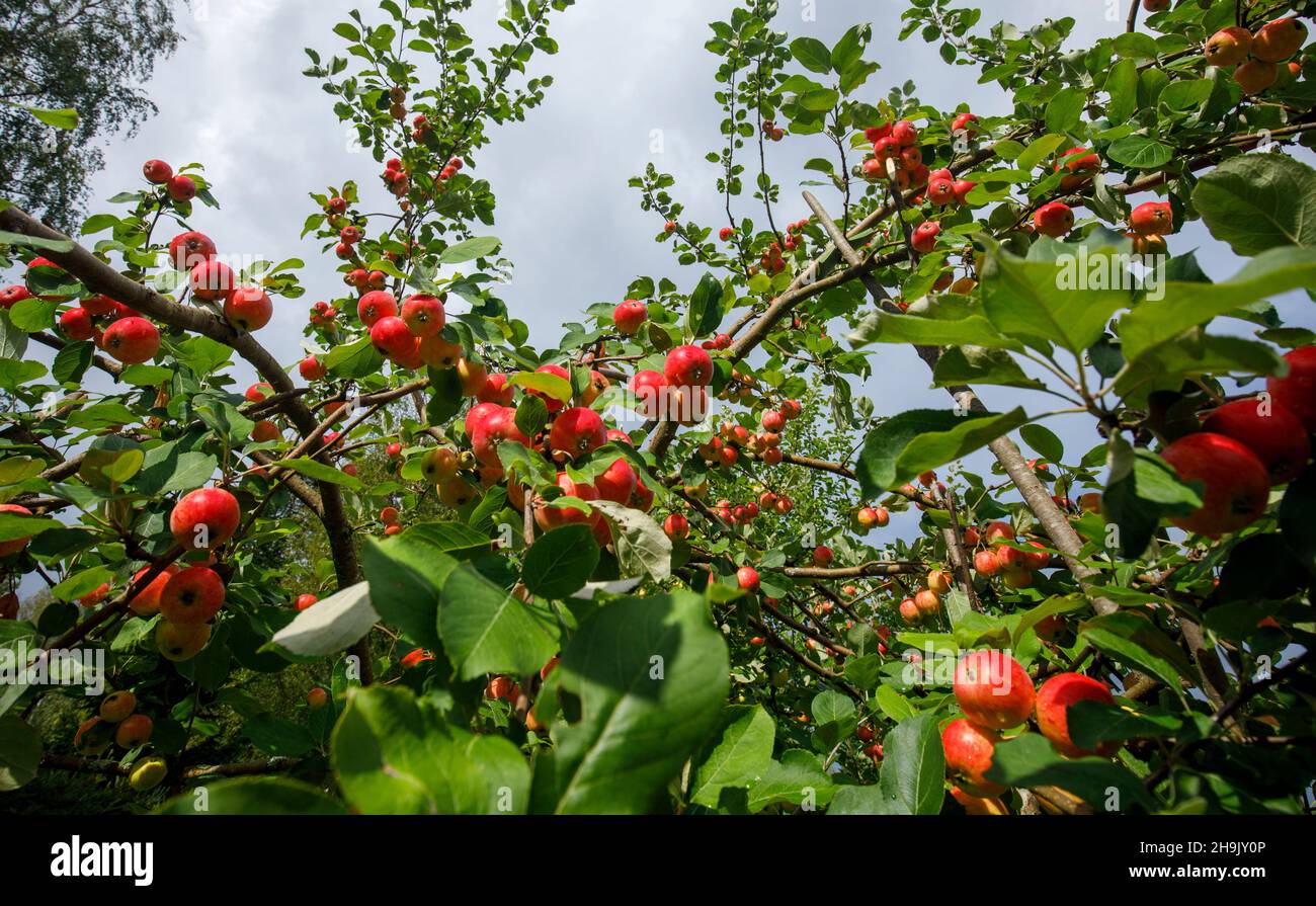 Full of apples hi-res stock photography and images - Alamy